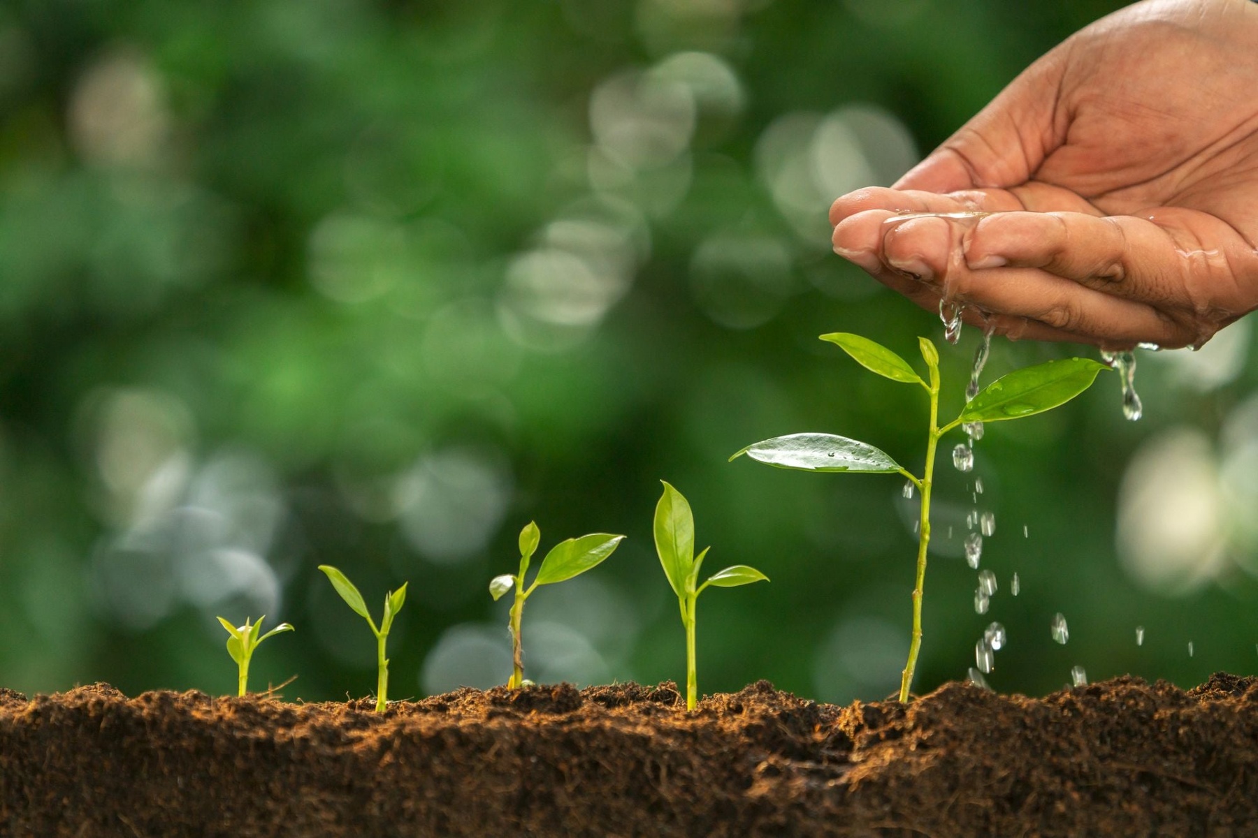 8 Things to Prepare Before Growing Your Plants - Airtable Universe