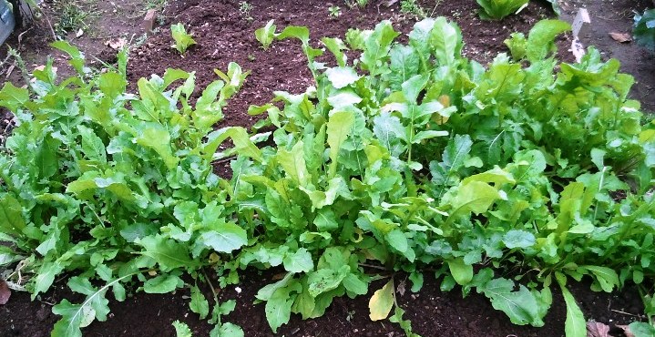 Seeds and Sowing - Airtable Universe